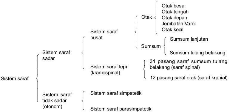 Belajar Matematika Simpel: Pintar Pelajaran Susunan Sistem Saraf Manusia Belajar Matematika Simpel: Pintar Pelajaran Susunan Sistem Saraf Manusia