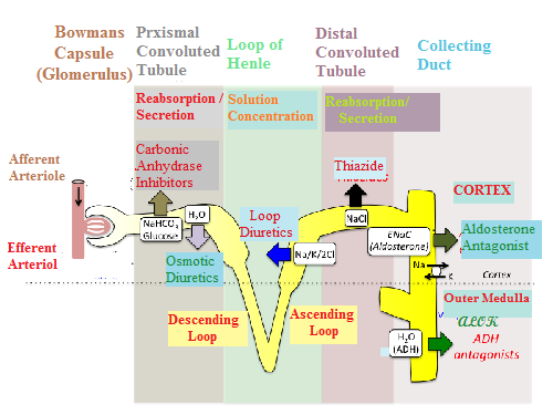 pharmacology: Diuretics