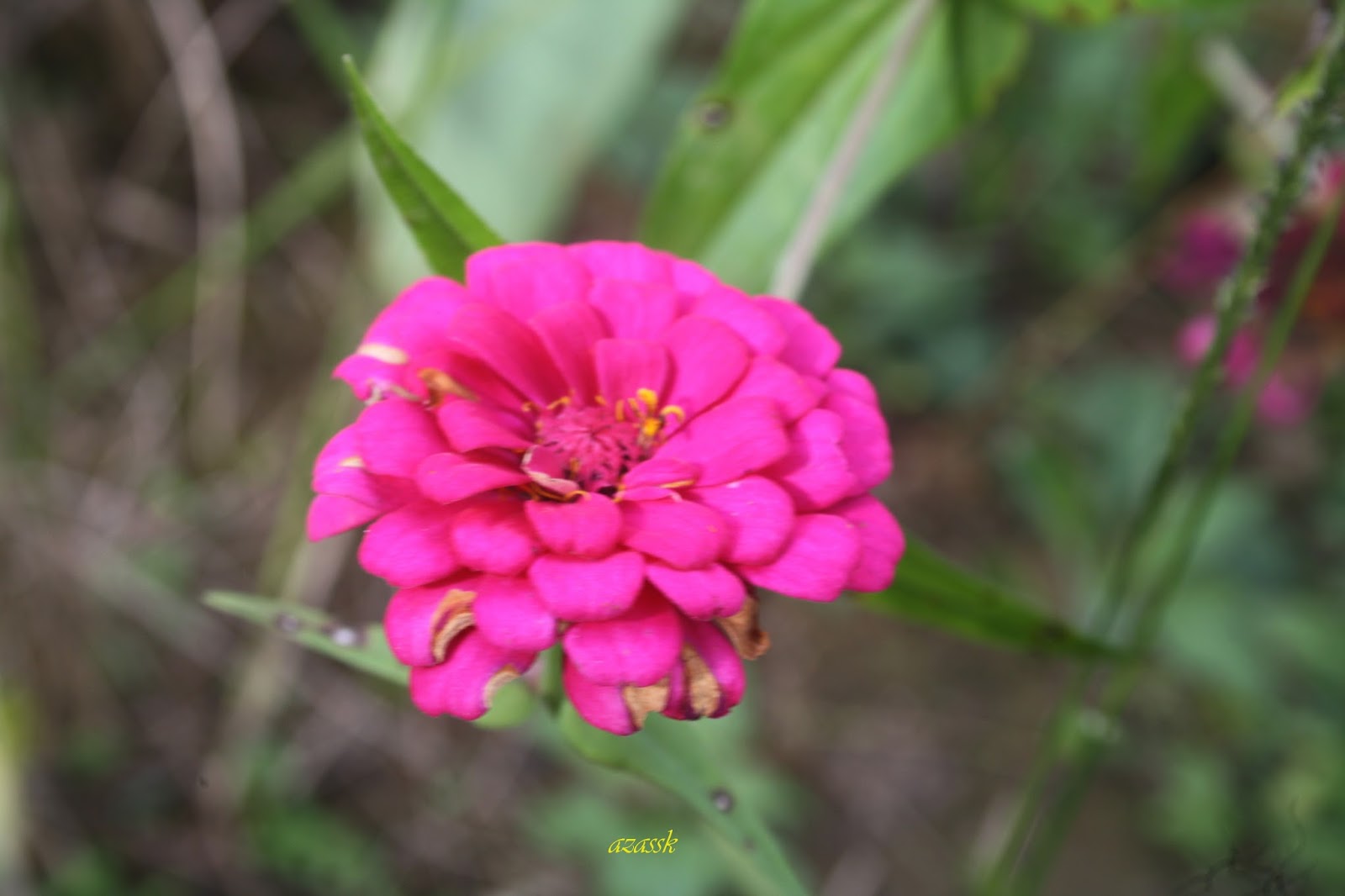 Calm-Sojourner: Flowers from Mizoram