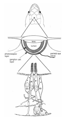 Life is short, but snakes are long: Do snakes have a third eye?