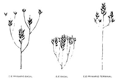 Tarwi Tallo y ramificaciones | Cultivos Andinos