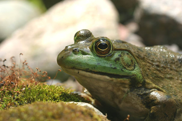 Aquascape Your Landscape: Froggy Friday