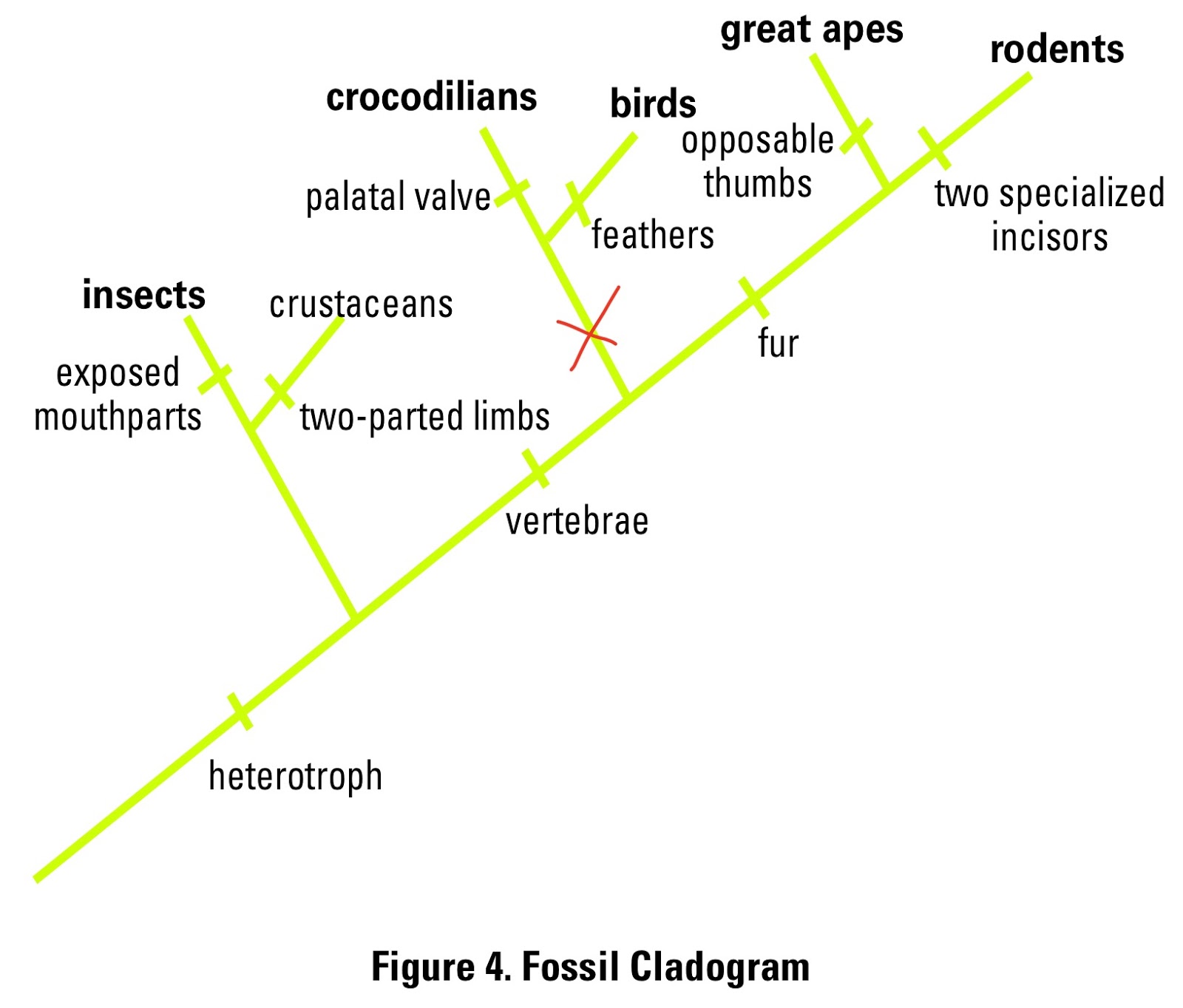 AP Biology Blog - Mark Ingram P.7: Investigation 3: Comparing DNA ...