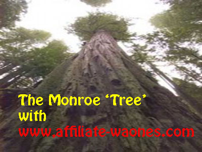 waone's articles: Monroe Tree: Pohon Terbesar kesepuluh di Dunia