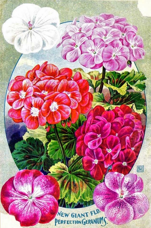 Gems By Julz: Early 19th Century Seed Catalogue Covers And Packets