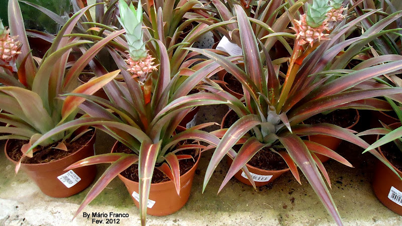 Meu Cantinho Verde: ABACAXI-DE-JARDIM - ( Ananas lucidus )