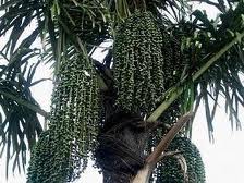 Manfaat Aren Bagi Kehidupan Manusia