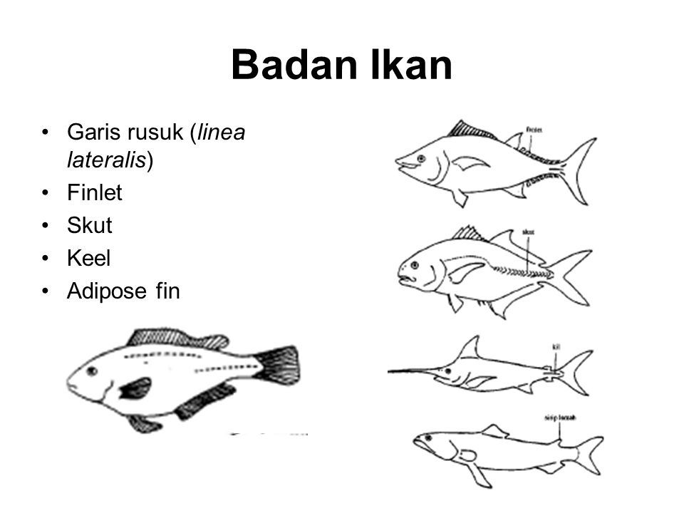 blog guru perikanan: Morfologi ikan