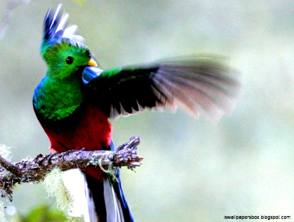 The Quetzal Hd Wallpapers | Wallpapers Box