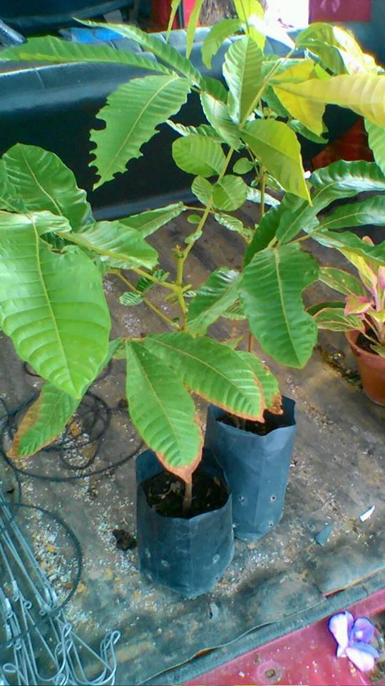 TUTUP SEMENTARA SEHINGGA DIMAKLUMKAN: POKOK MATOA (cristal) RM 25 ...