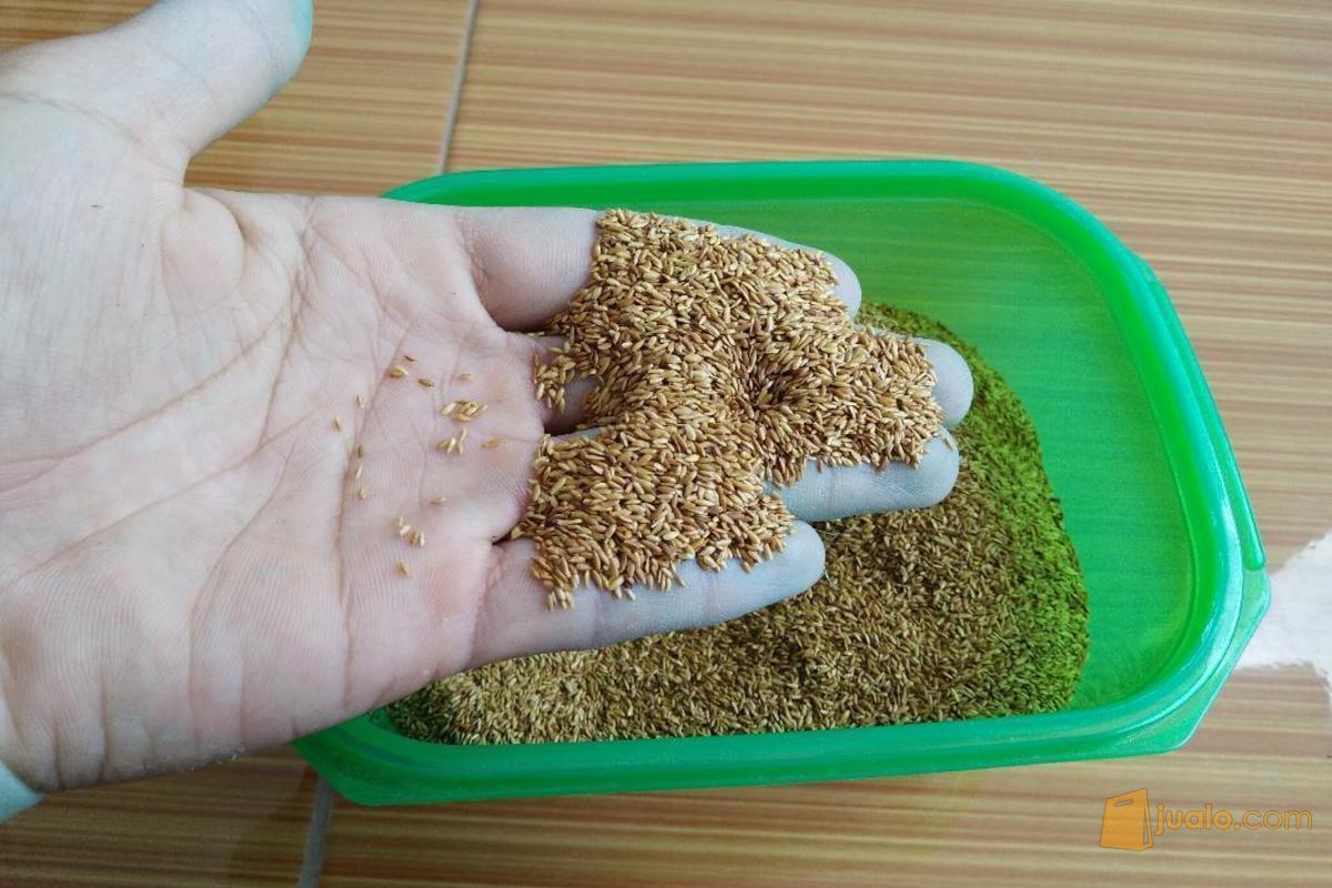 BENIH RUMPUT BERMUDA - BIJI RUMPUT BERMUDA GRASS - PUSAT BIJI RUMPUT ...