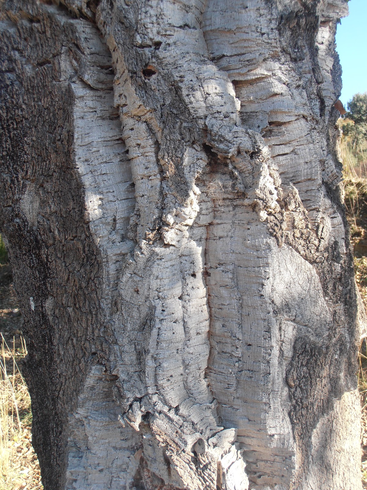Entre plantas y bichos: Quercus suber (alcornoque)