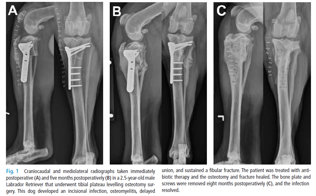 Teknik Operasi Fraktur Pelvis, Femur, dan Tibia-Fibula pada Hewan ...