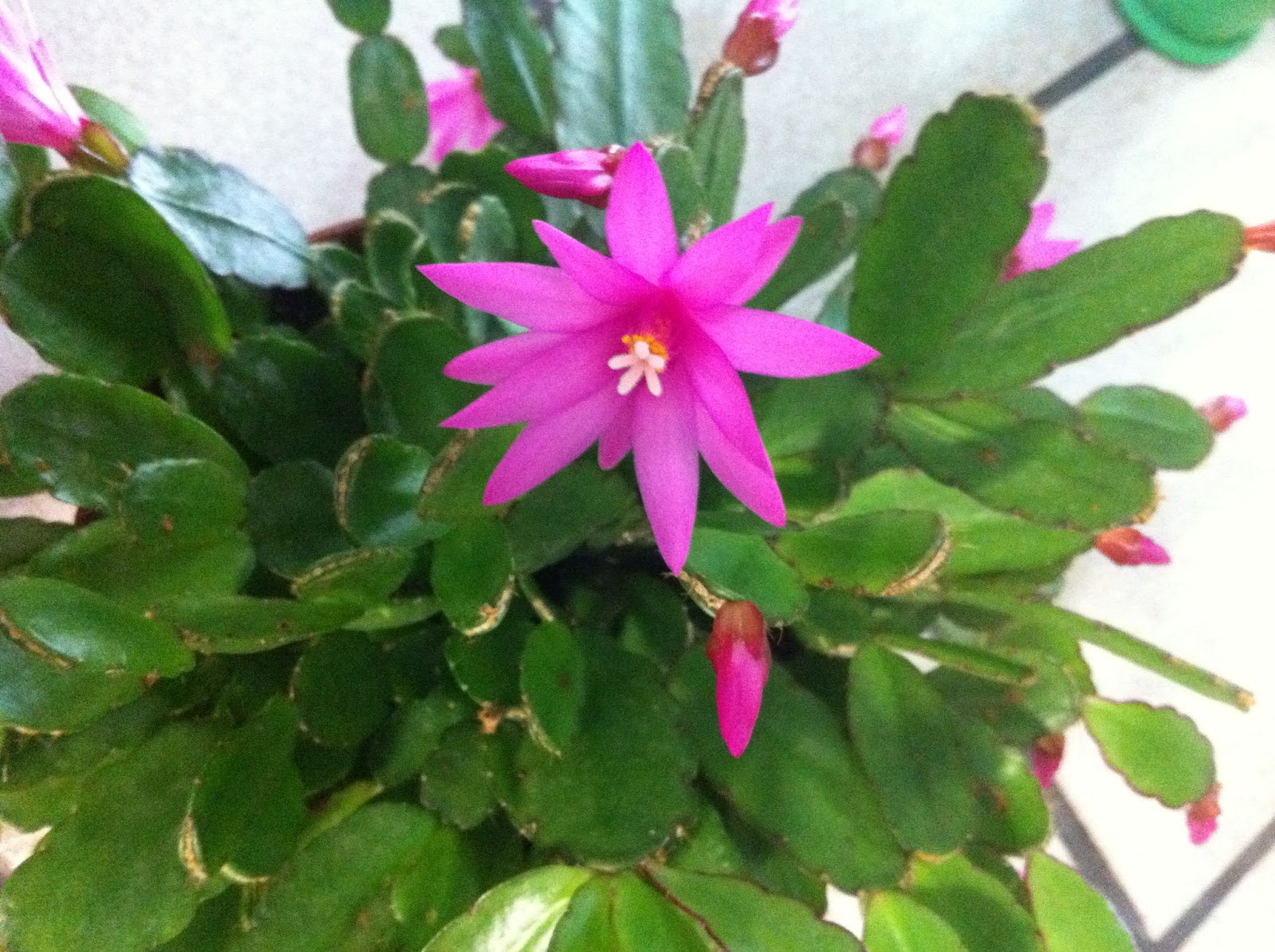 La Mar de VeRde: SCHLUMBERGERA TRUNCATA O CACTUS DE PASCUA