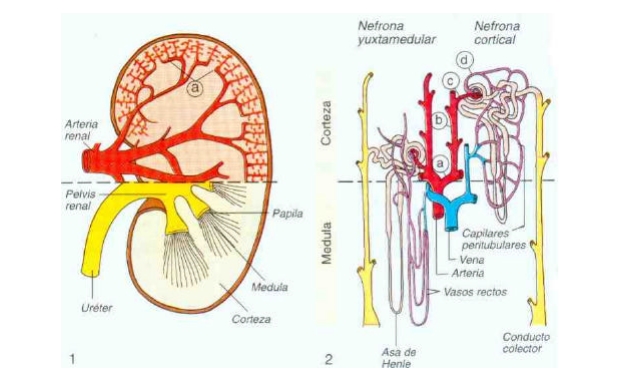 Anata wa jōdanda :D: Anatomia y fisiologia renal