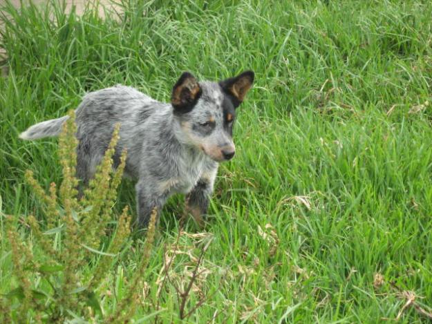 Razas De Perros.: EL BOYERO AUSTRALIANO