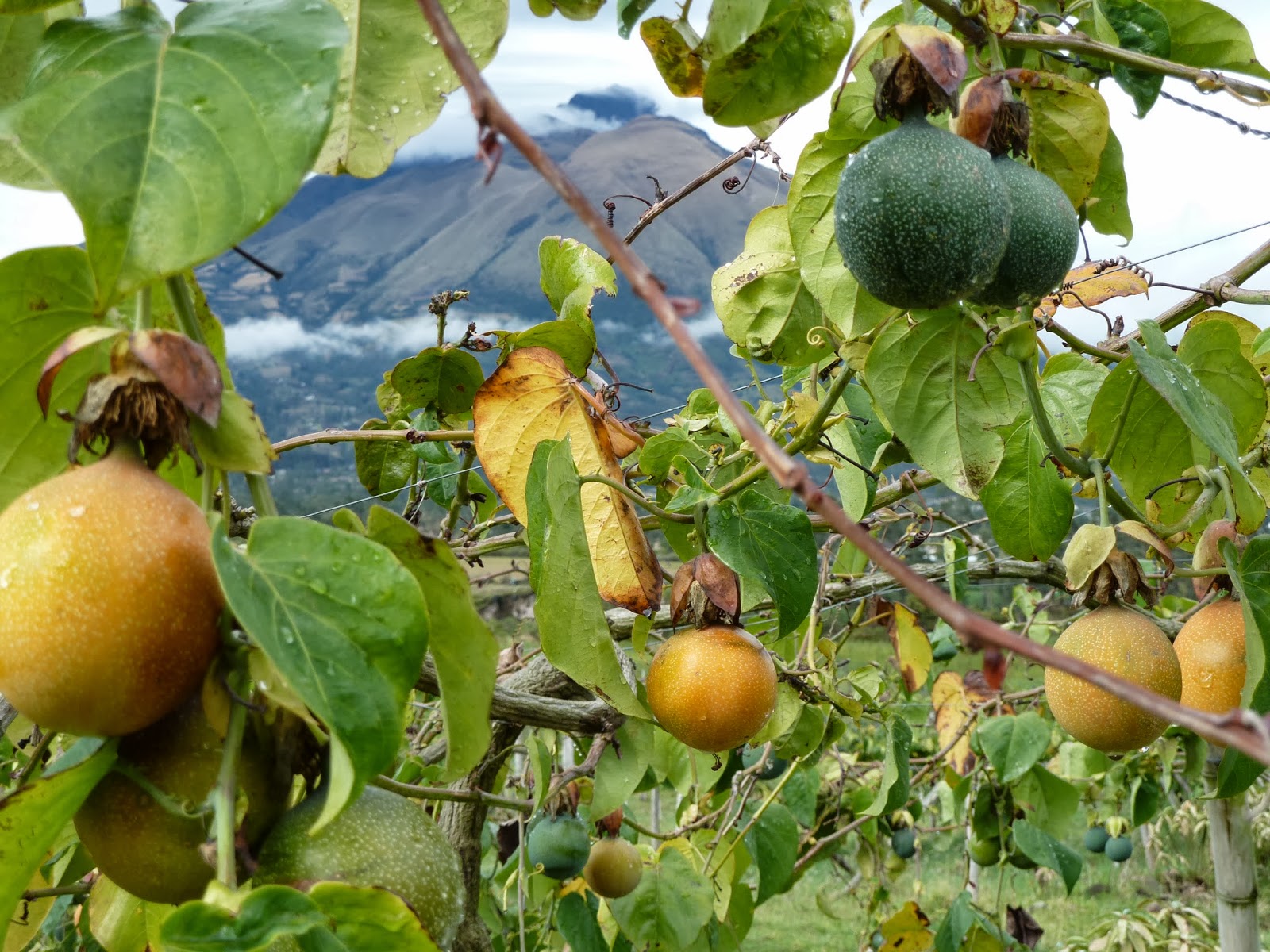 Harvesting Grenadilla (Passion Fruit)
