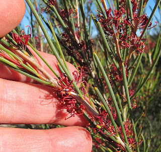 Esperance Wildflowers: Hakea strumosa – Proteaceae
