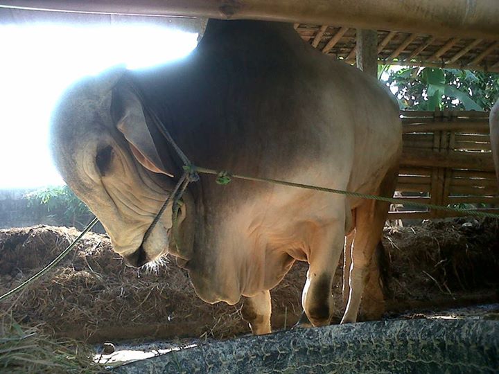 INTENSIFIKASI TERNAK SAPI DENGAN TEKNOLOGI NASA