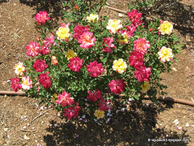 THROUGH THE LAND OF ISRAEL III: 'The Wohl Rose Park' or 'Gan Wohl L ...