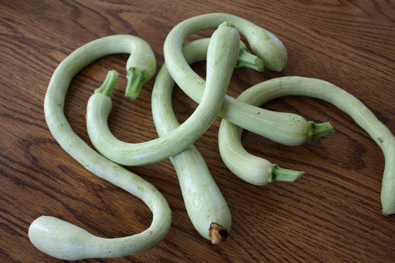 Trombetta di Albenga Squash is Curcurbita moschata Duch