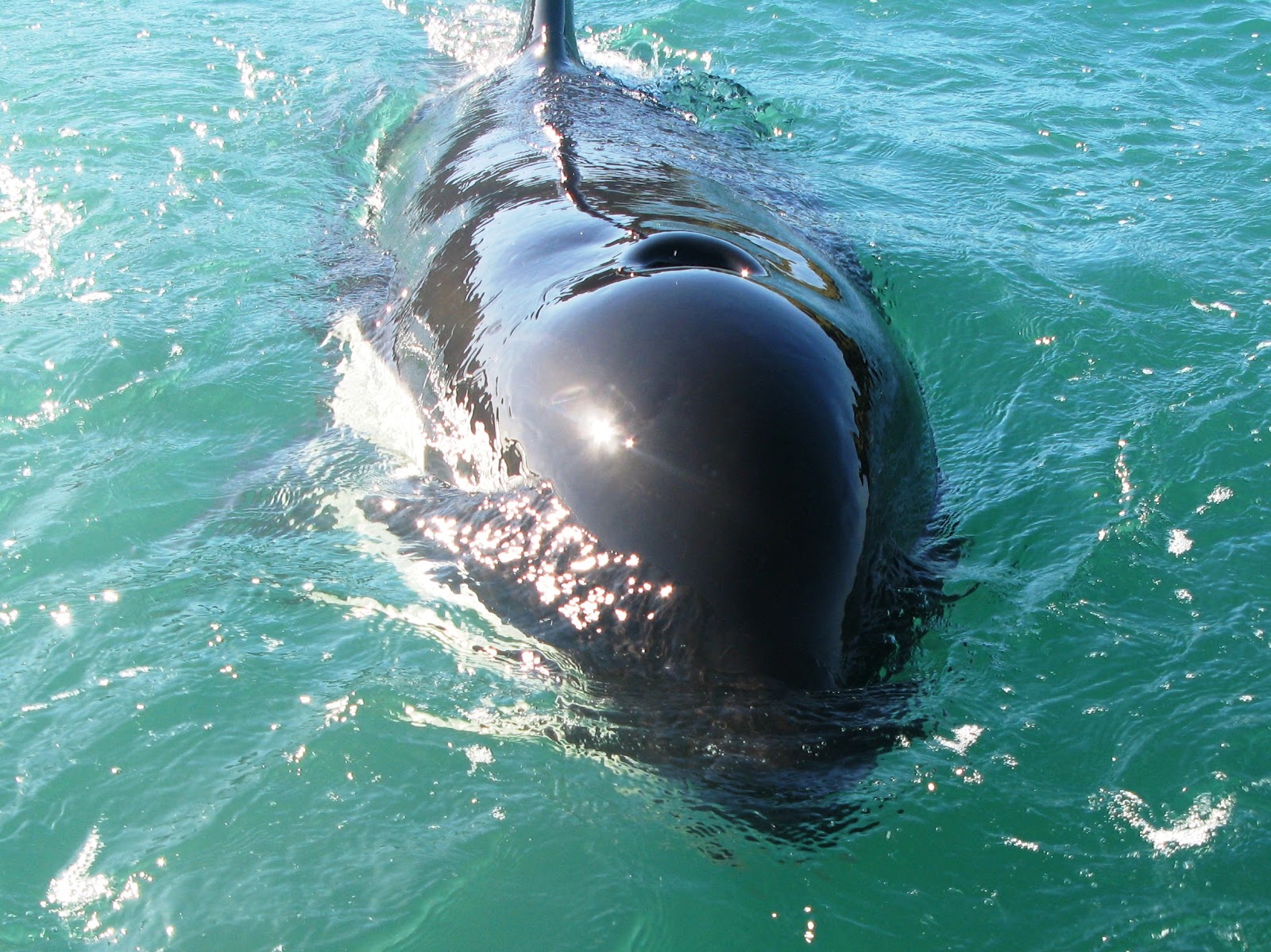 Orca Aware: Orca of the World