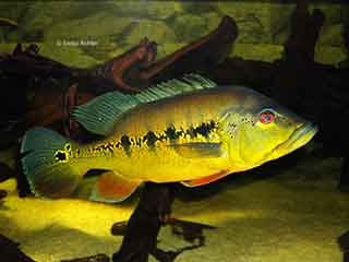 Jenis Jenis Peacock Bass /Pbass (Cichla Spesies) alias Pibas