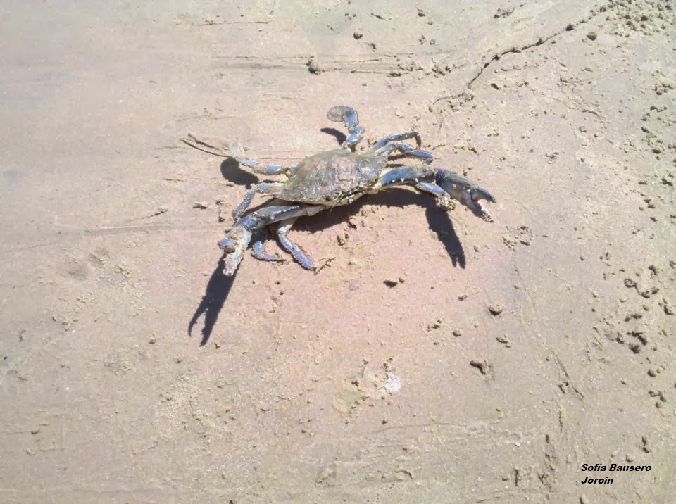 OTROS INVERTEBRADOS: Callinectes sapidus - Sirí o Cangrejo azul.