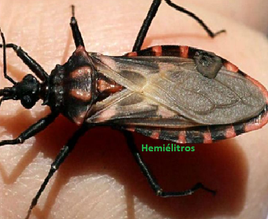 saber não ocupa lugar: Filo Arthropda - Classe Insecta