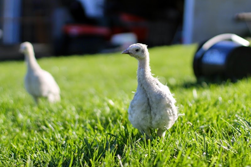 wild about turkeys | Gypsy Farmgirl