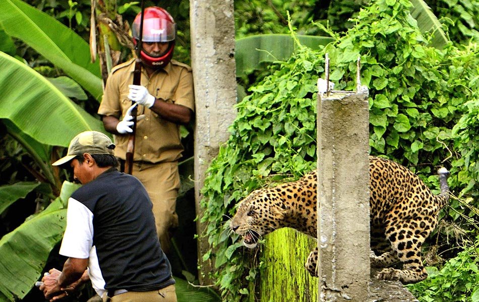 Leopard mauls six in Siliguri, India ( Photos ) | Sri Lanka Guardian