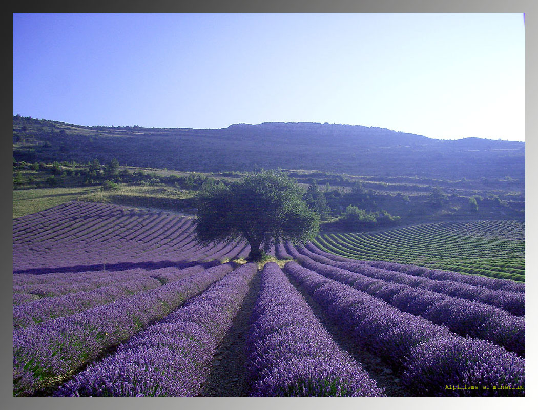 Scrisoare din sudul Franței