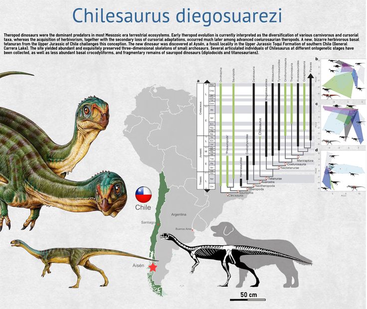 Species New to Science: [Paleontology • 2017] A Dinosaur Missing-Link ...