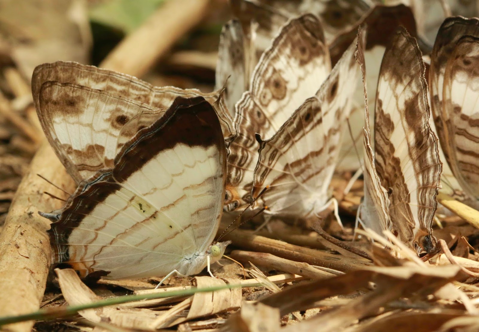 Butterflies of Vietnam: Trip to Ba Be National Park