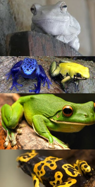 Biology: Perbedaan Katak dan Kodok