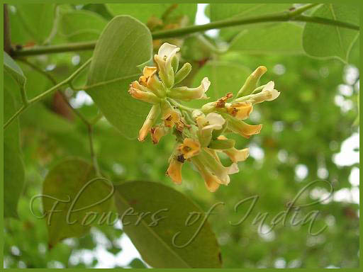 INDIA SAIJIKI ..... (WKD - INDIA): Shisham tree