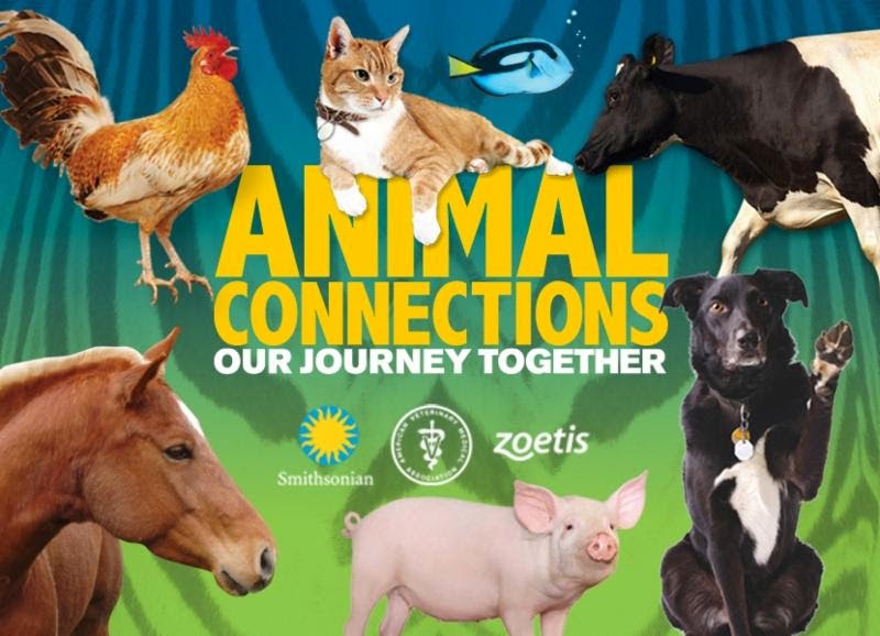 Animal Connections: Our Journey Together & MOOseum for a Day - Fun ...