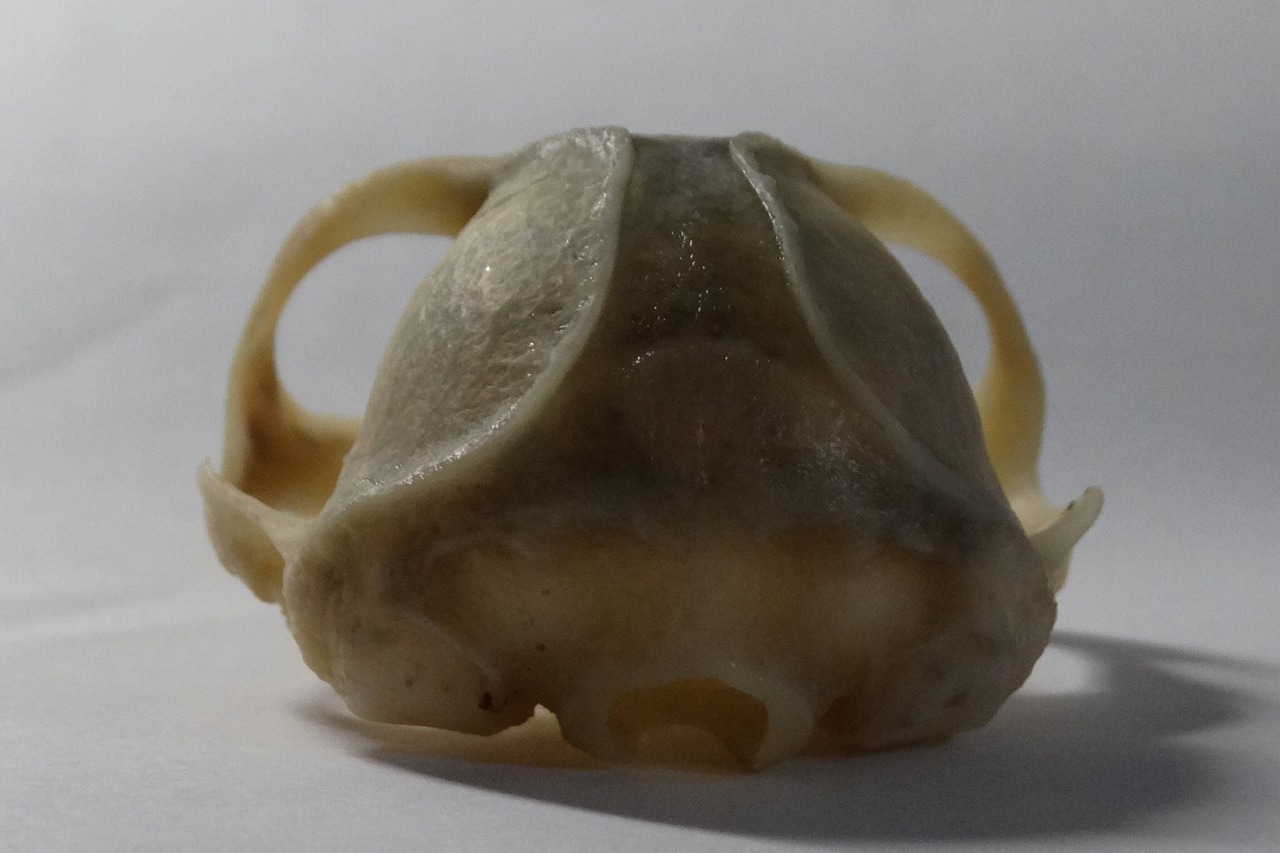 故有事: スローロリスの頭骨 The skull of slow loris.