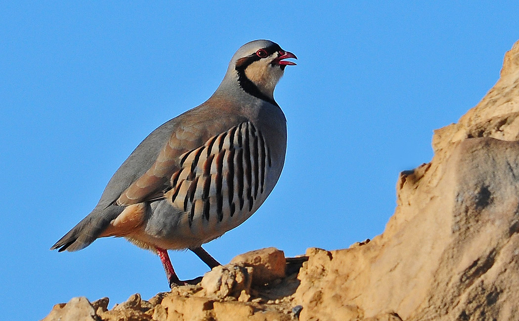 Wyoming Photos: Chukar