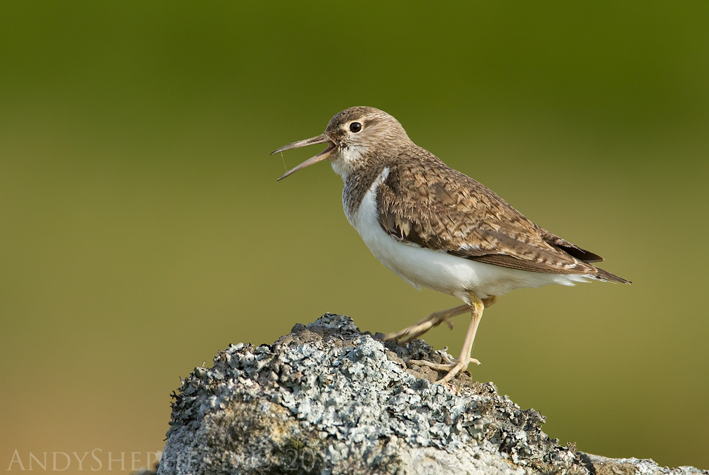 Andy Shepherd Wildlife Photography: Common Sandpiper
