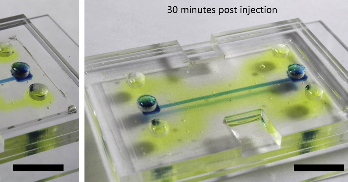 Global Medtech: Silk-based tissue chip provides promise for drug ...