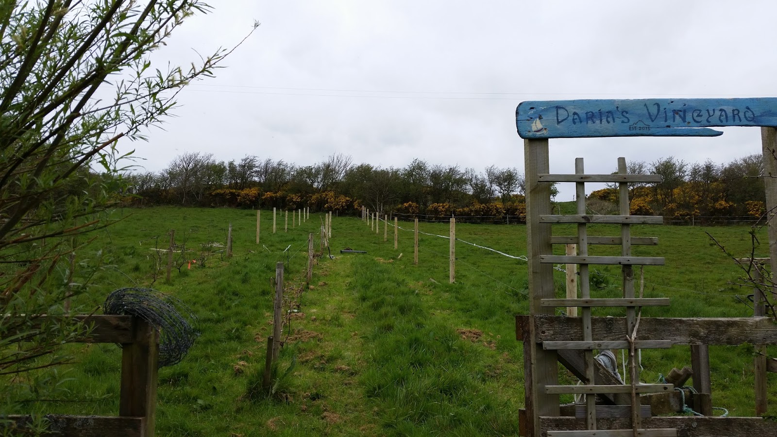 Viticulture in Ireland: Building a vineyard