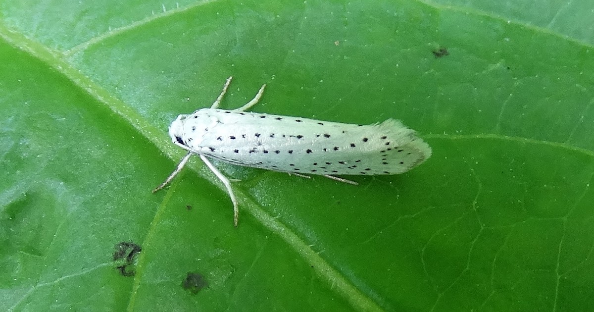 oog voor de natuur: Stippelmot (Yponomeuta soort)