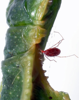 BunyipCo: Sticks and Leaves