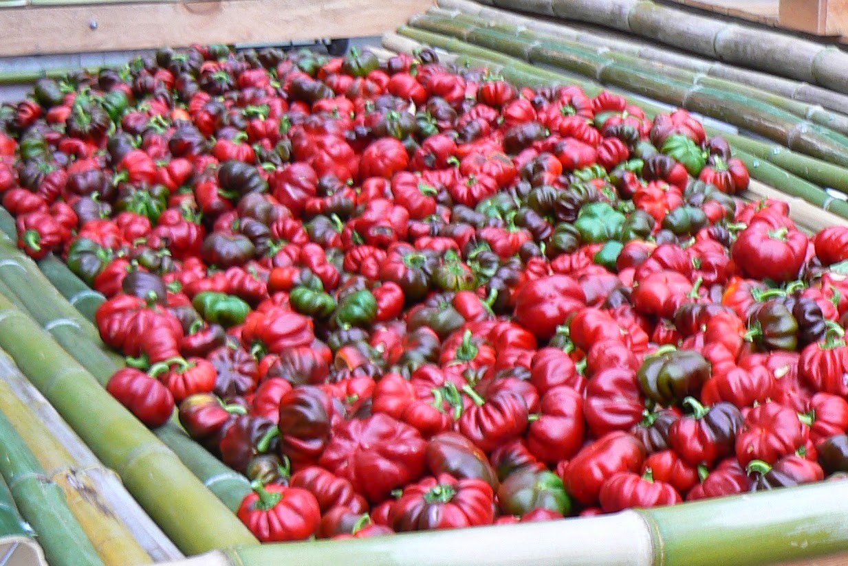 Seed Revolution Now!: Red Ruffled Pimiento