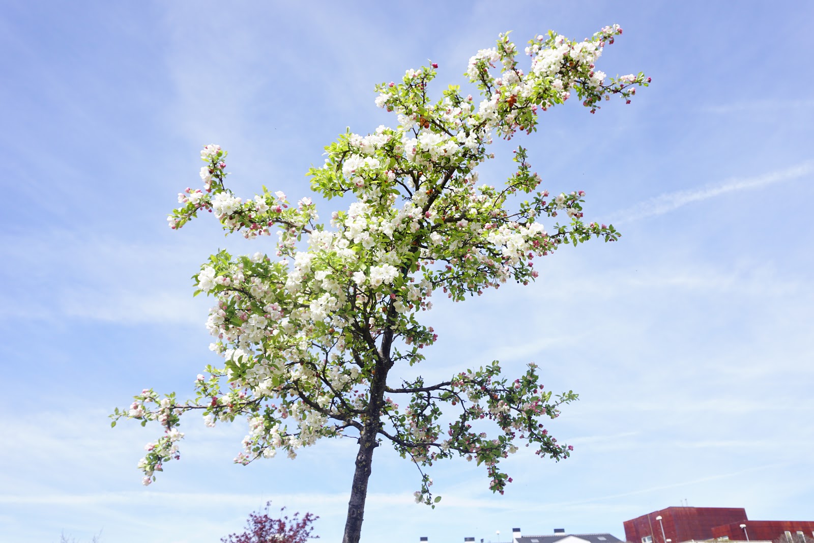Plantas de Huerta Otea, Salamanca: Manzano de flor, manzano rosa ...