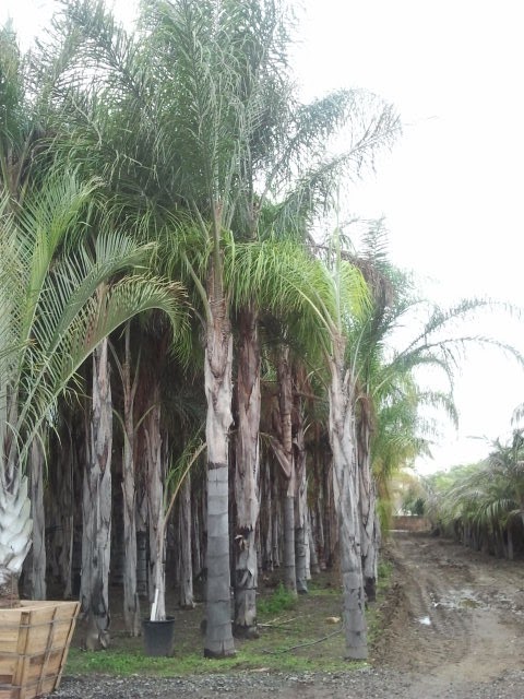 Gregory Palm Farms : LET'S GET YOUR LANDSCAPE DONE! Arecastrum ...