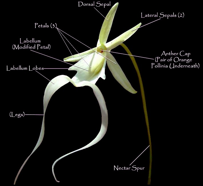 Angraecums...: The Ghost Orchid, Into the Slough