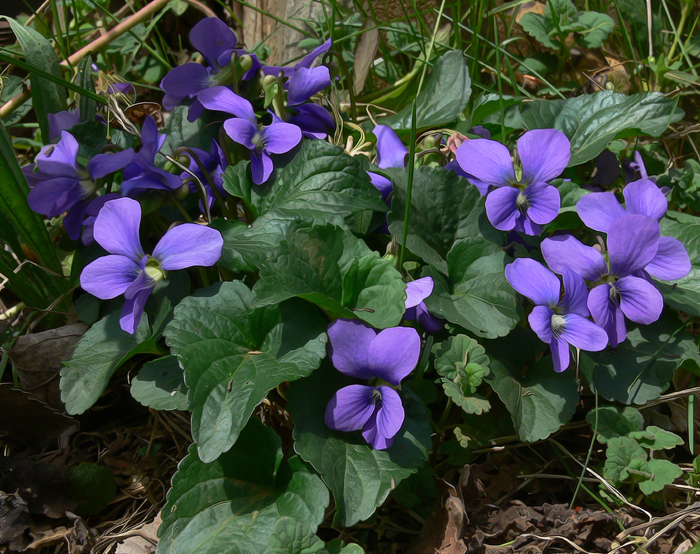 73 Best Violets images | Sweet violets, Pansies, Beautiful flowers