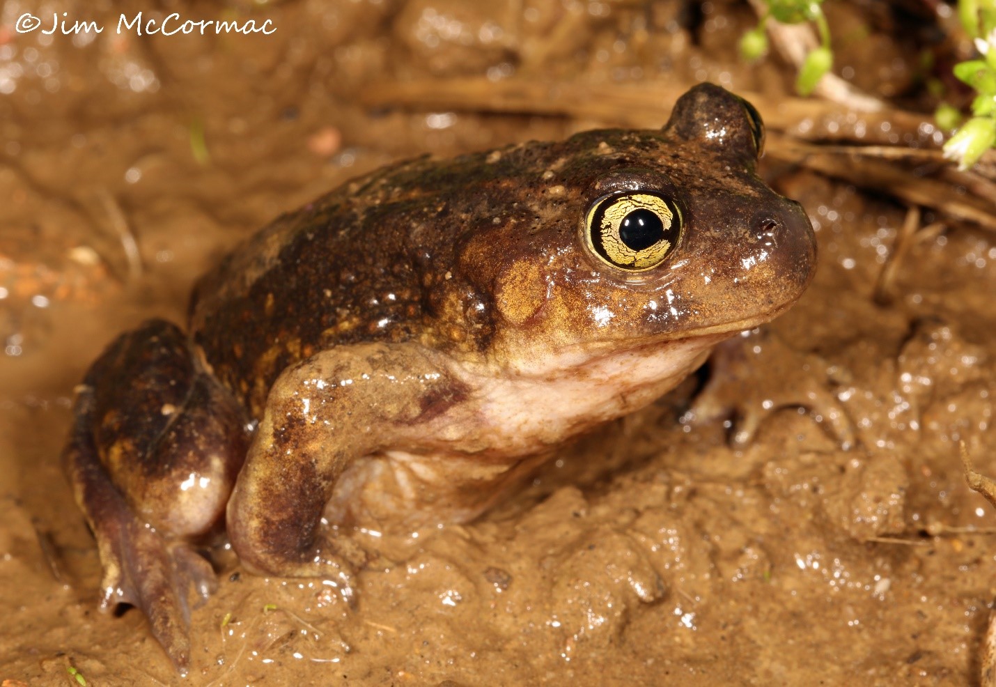 Ohio Birds and Biodiversity: Eastern Spadefoot Toad - finally!